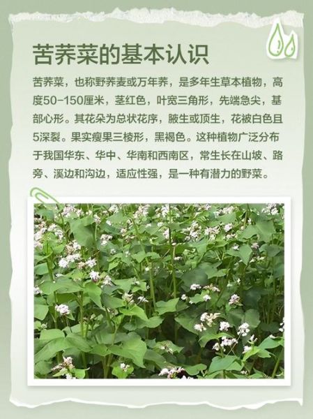 荞头菜怎么种_荞头菜的营养价值-第3张图片-山城妙识