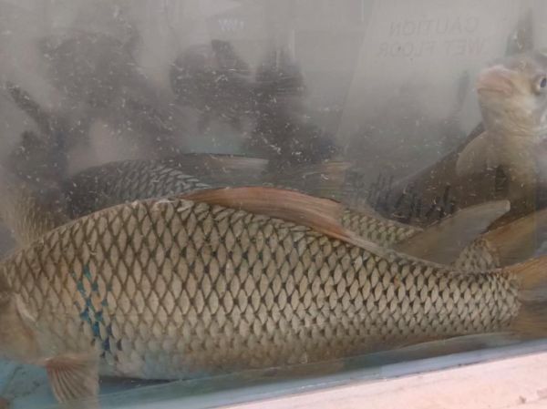 土鲮鱼最大能长多大_土鲮鱼一年能长多少斤-第1张图片-山城妙识