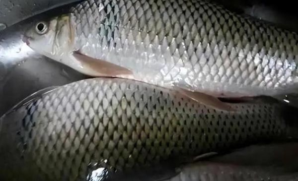 土鲮鱼最大能长多大_土鲮鱼一年能长多少斤-第2张图片-山城妙识