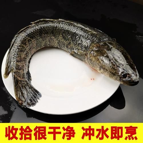 蛇头鱼和黑鱼的区别_黑鱼是蛇头鱼吗-第3张图片-山城妙识