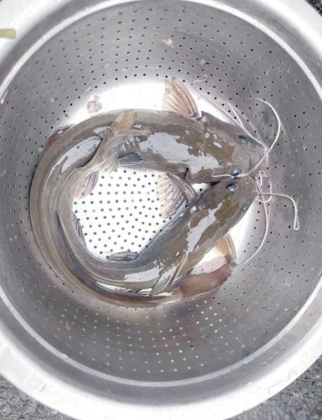 牛尾巴鱼多少钱一斤_牛尾巴鱼价格行情-第2张图片-山城妙识