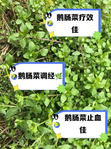 鹅肠草的功效与作用_鹅肠草怎么吃效果最好-第1张图片-山城妙识 鹅肠草的功效与作用_鹅肠草怎么吃效果最好-第1张图片-山城妙识