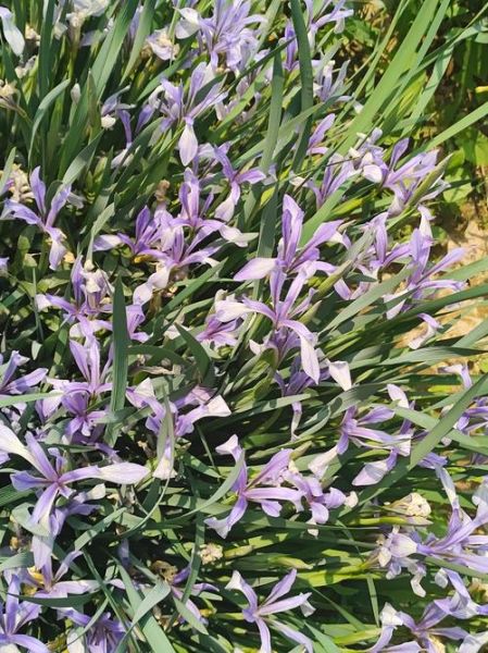 马兰花计划是什么_如何申请马兰花计划-第2张图片-山城妙识 马兰花计划是什么_如何申请马兰花计划-第2张图片-山城妙识