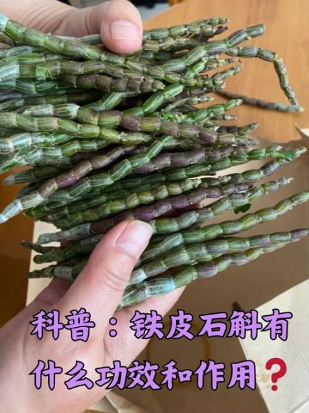 铁皮石斛为什么叫铁皮_铁皮石斛名称由来-第1张图片-山城妙识
