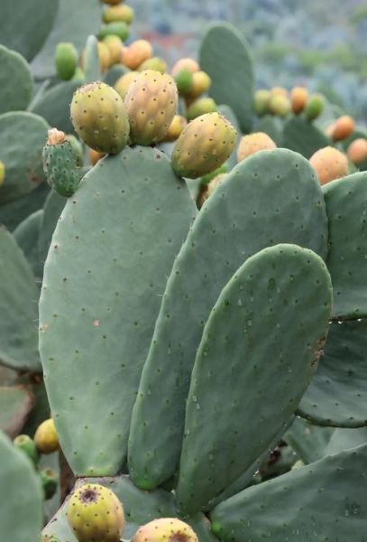 仙人掌的果实是火龙果吗_火龙果和仙人掌果实区别-第1张图片-山城妙识