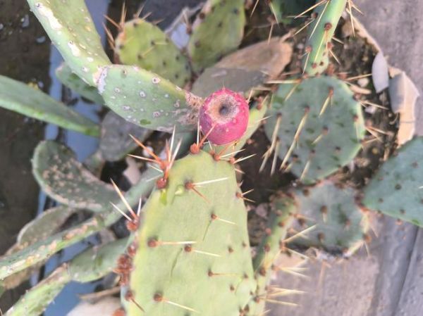 仙人掌的果实是火龙果吗_火龙果和仙人掌果实区别-第3张图片-山城妙识