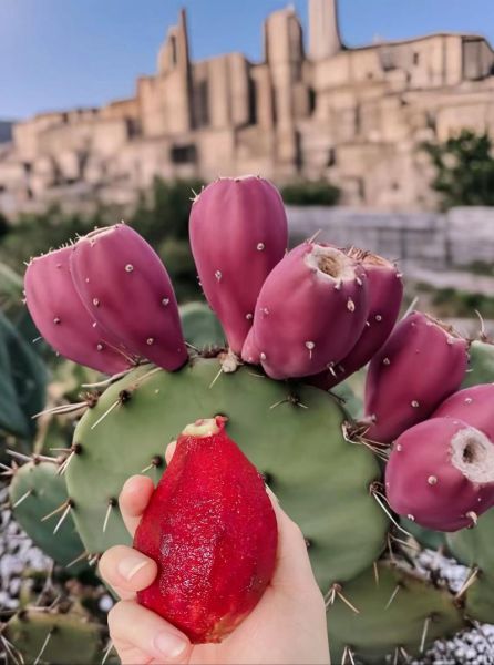 仙人掌的果实是火龙果吗_火龙果和仙人掌果实区别-第2张图片-山城妙识