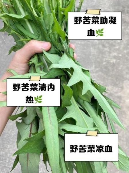 野苦菜的功效与作用_野苦菜怎么吃最健康-第1张图片-山城妙识
