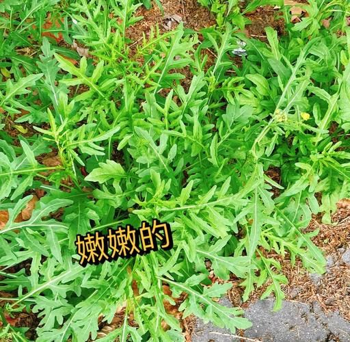 野生芝麻菜图片_如何辨别真假-第2张图片-山城妙识 野生芝麻菜图片_如何辨别真假-第2张图片-山城妙识