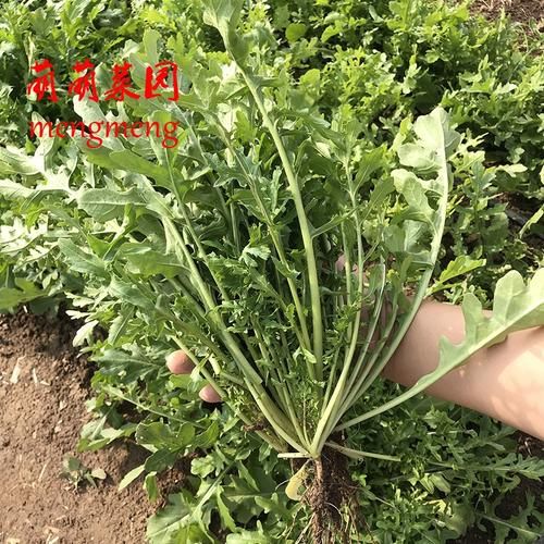 野生芝麻菜图片_如何辨别真假-第3张图片-山城妙识 野生芝麻菜图片_如何辨别真假-第3张图片-山城妙识