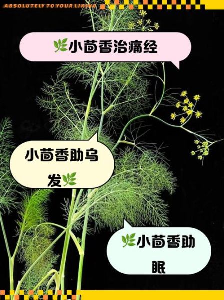 男人吃小茴香有什么好处_小茴香对男性健康的作用-第3张图片-山城妙识 男人吃小茴香有什么好处_小茴香对男性健康的作用-第3张图片-山城妙识