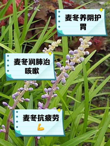 麦冬的功效与作用及禁忌_什么人不能吃麦冬-第2张图片-山城妙识 麦冬的功效与作用及禁忌_什么人不能吃麦冬-第2张图片-山城妙识