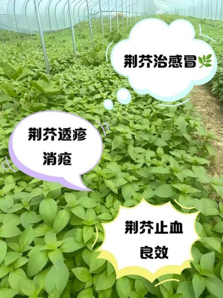 荆芥菜怎么种_荆芥菜的功效与作用-第2张图片-山城妙识 荆芥菜怎么种_荆芥菜的功效与作用-第2张图片-山城妙识