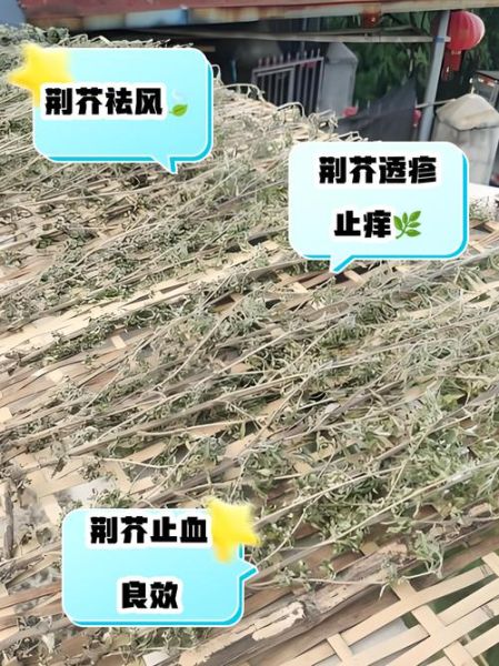 荆芥菜怎么种_荆芥菜的功效与作用-第1张图片-山城妙识 荆芥菜怎么种_荆芥菜的功效与作用-第1张图片-山城妙识