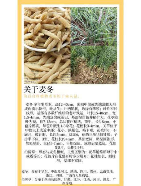 麦冬的功效与作用及禁忌_什么人不能吃麦冬-第3张图片-山城妙识 麦冬的功效与作用及禁忌_什么人不能吃麦冬-第3张图片-山城妙识