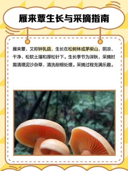 蕈怎么读_蕈是什么意思-第1张图片-山城妙识 蕈怎么读_蕈是什么意思-第1张图片-山城妙识