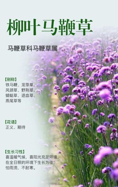 马鞭草的功效与作用_马鞭草泡水喝有什么禁忌-第3张图片-山城妙识