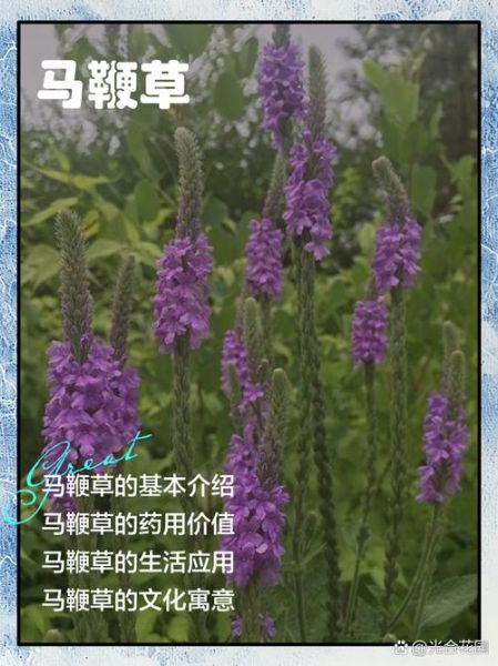 马鞭草的功效与作用_马鞭草泡水喝有什么禁忌-第1张图片-山城妙识