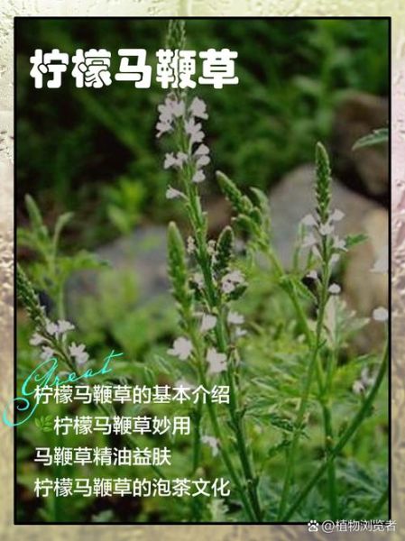 马鞭草的功效与作用_马鞭草泡水喝有什么禁忌-第2张图片-山城妙识