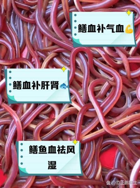 鳝鱼血子龙的功效与作用_鳝鱼血子龙怎么吃-第1张图片-山城妙识 鳝鱼血子龙的功效与作用_鳝鱼血子龙怎么吃-第1张图片-山城妙识
