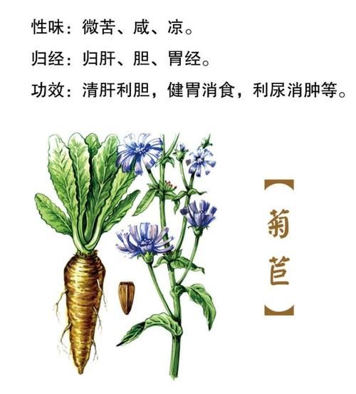 菊苣根治疗痛风怎么用_菊苣根降尿酸多久见效-第1张图片-山城妙识 菊苣根治疗痛风怎么用_菊苣根降尿酸多久见效-第1张图片-山城妙识