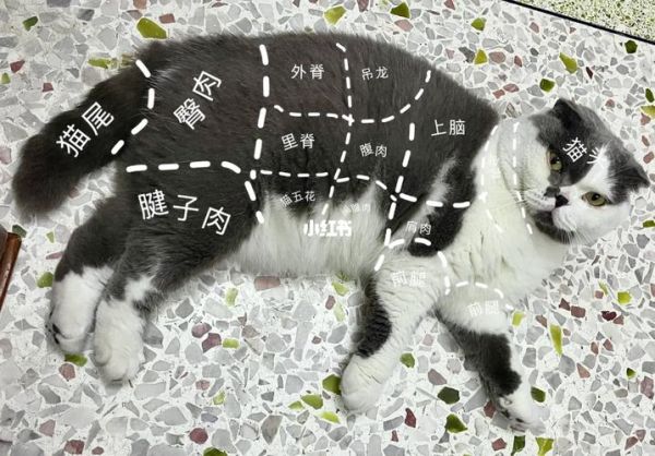 猫肉火锅好吃吗_猫肉火锅合法吗-第2张图片-山城妙识 猫肉火锅好吃吗_猫肉火锅合法吗-第2张图片-山城妙识