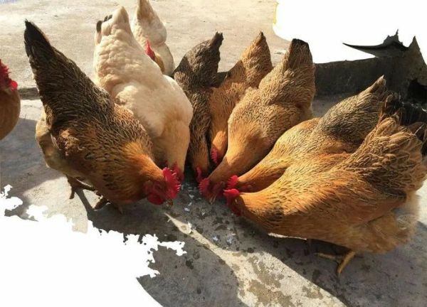 清远鸡图片哪里找_清远鸡高清图怎么拍-第2张图片-山城妙识 清远鸡图片哪里找_清远鸡高清图怎么拍-第2张图片-山城妙识