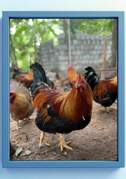 清远鸡图片哪里找_清远鸡高清图怎么拍-第1张图片-山城妙识 清远鸡图片哪里找_清远鸡高清图怎么拍-第1张图片-山城妙识