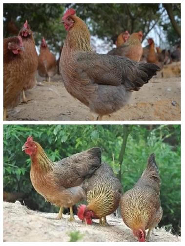 清远鸡图片哪里找_清远鸡高清图怎么拍-第3张图片-山城妙识 清远鸡图片哪里找_清远鸡高清图怎么拍-第3张图片-山城妙识