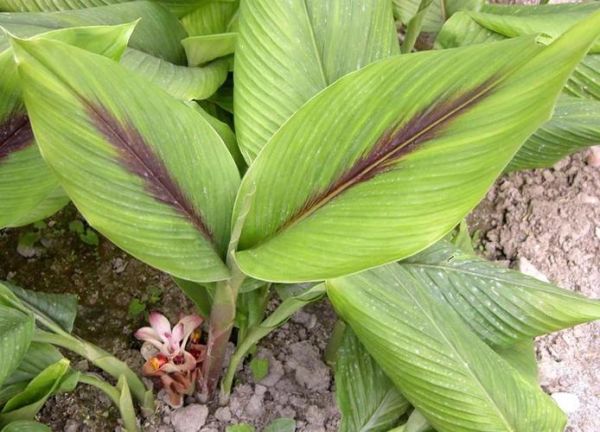 莪术的功效与作用_莪术怎么服用-第3张图片-山城妙识 莪术的功效与作用_莪术怎么服用-第3张图片-山城妙识