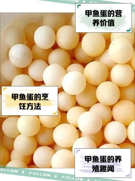 甲鱼蛋怎么孵化_甲鱼蛋孵化温度湿度-第3张图片-山城妙识 甲鱼蛋怎么孵化_甲鱼蛋孵化温度湿度-第3张图片-山城妙识