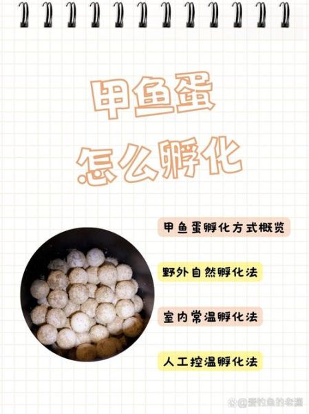 甲鱼蛋怎么孵化_甲鱼蛋孵化温度湿度-第1张图片-山城妙识 甲鱼蛋怎么孵化_甲鱼蛋孵化温度湿度-第1张图片-山城妙识