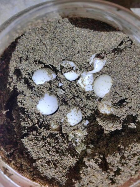 甲鱼蛋怎么孵化_甲鱼蛋孵化温度湿度-第2张图片-山城妙识 甲鱼蛋怎么孵化_甲鱼蛋孵化温度湿度-第2张图片-山城妙识