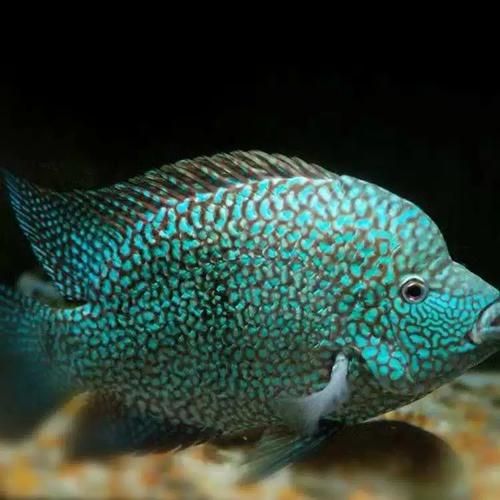 金菠萝鱼怎么养_金菠萝鱼能和什么鱼混养-第2张图片-山城妙识