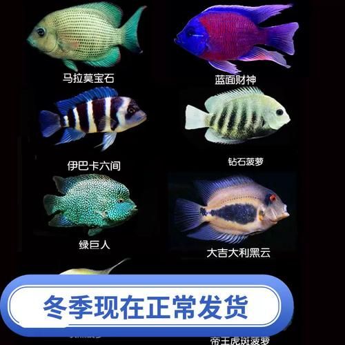 金菠萝鱼怎么养_金菠萝鱼能和什么鱼混养-第3张图片-山城妙识