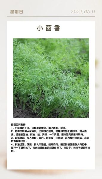 小茴香是什么调料_小茴香的用法和作用-第2张图片-山城妙识 小茴香是什么调料_小茴香的用法和作用-第2张图片-山城妙识