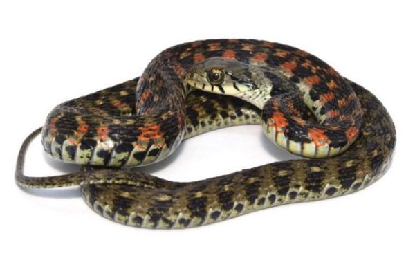 野鸡脖子蛇追人怎么办_野鸡脖子蛇有毒吗-第1张图片-山城妙识