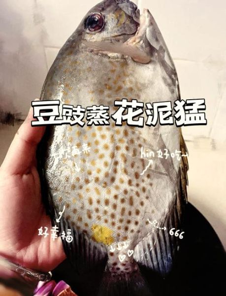 泥猛鱼什么人不能吃_泥猛鱼禁忌人群-第1张图片-山城妙识