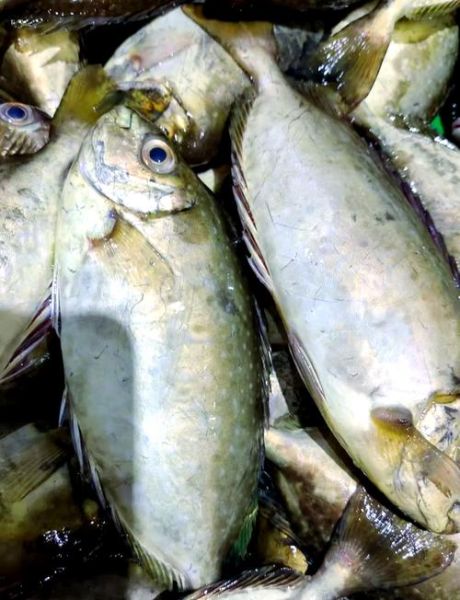 泥猛鱼什么人不能吃_泥猛鱼禁忌人群-第2张图片-山城妙识