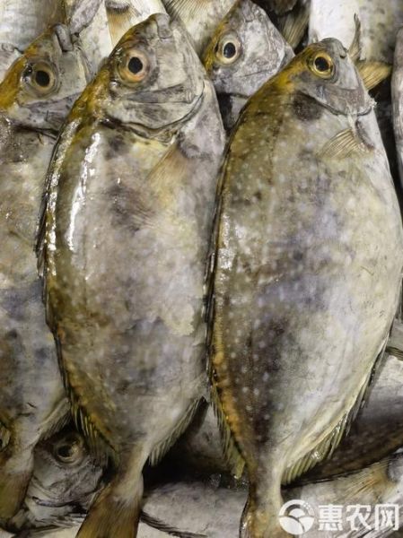 泥猛鱼什么人不能吃_泥猛鱼禁忌人群-第3张图片-山城妙识