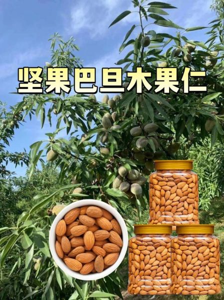 新疆巴旦木图片_如何辨别优质巴旦木-第1张图片-山城妙识