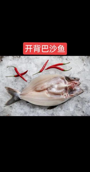 巴沙鱼高清图片怎么拍_巴沙鱼高清图片哪里找-第2张图片-山城妙识