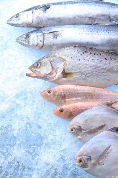 巴沙鱼高清图片怎么拍_巴沙鱼高清图片哪里找-第3张图片-山城妙识