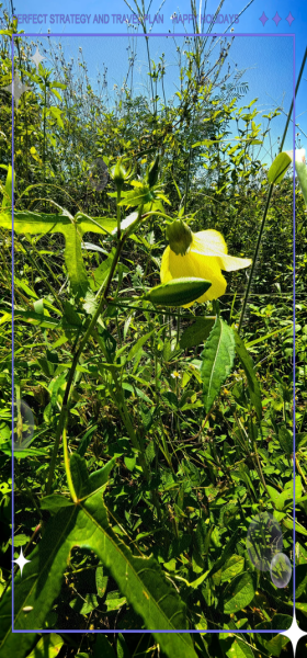 黄蜀葵花哪些人不能吃_禁忌人群与注意事项-第3张图片-山城妙识