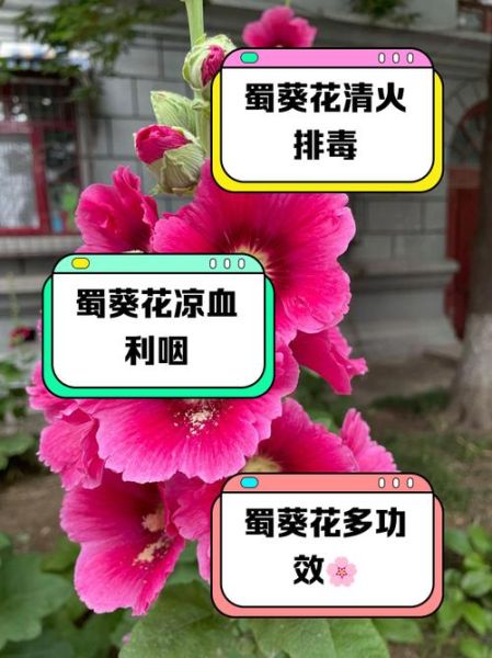 黄蜀葵花哪些人不能吃_禁忌人群与注意事项-第1张图片-山城妙识