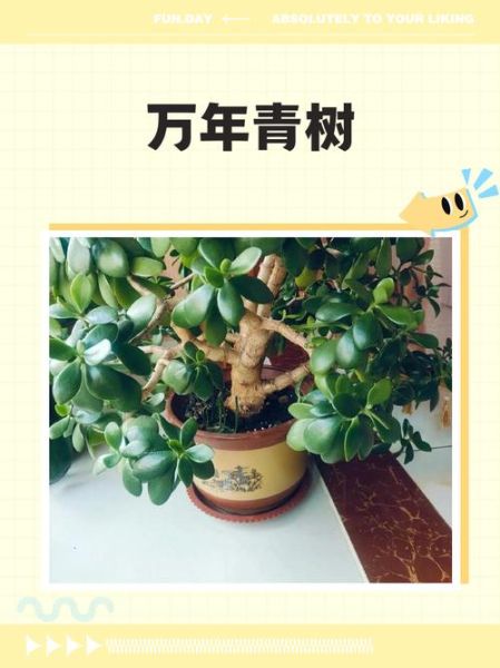 万年青树怎么养_万年青树多久浇一次水-第3张图片-山城妙识 万年青树怎么养_万年青树多久浇一次水-第3张图片-山城妙识