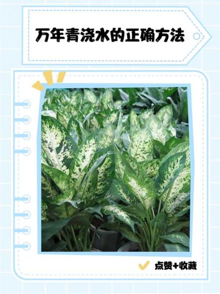 万年青树怎么养_万年青树多久浇一次水-第1张图片-山城妙识 万年青树怎么养_万年青树多久浇一次水-第1张图片-山城妙识