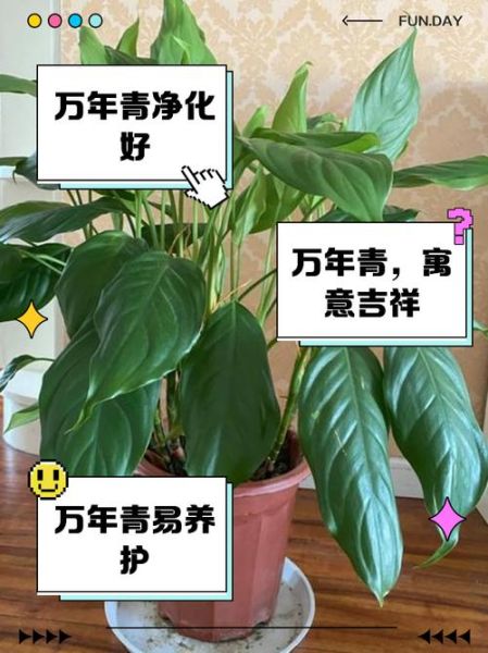 万年青树怎么养_万年青树多久浇一次水-第2张图片-山城妙识 万年青树怎么养_万年青树多久浇一次水-第2张图片-山城妙识