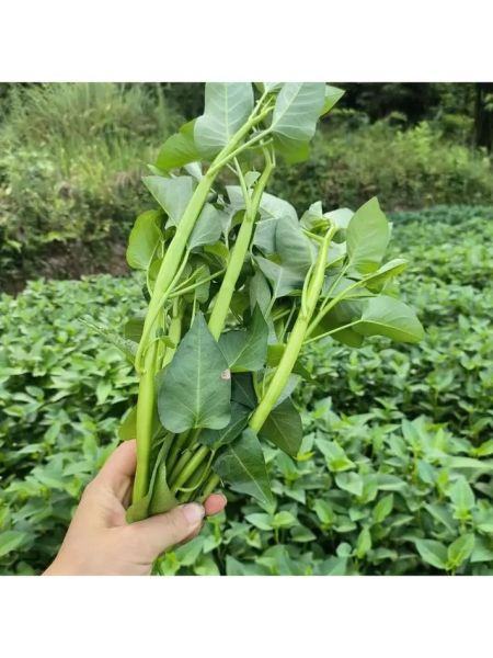 竹叶菜怎么种_竹叶菜和空心菜的区别-第1张图片-山城妙识