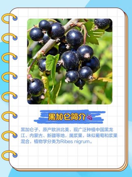 黑加仑子的功效与作用_黑加仑子怎么吃最好-第2张图片-山城妙识